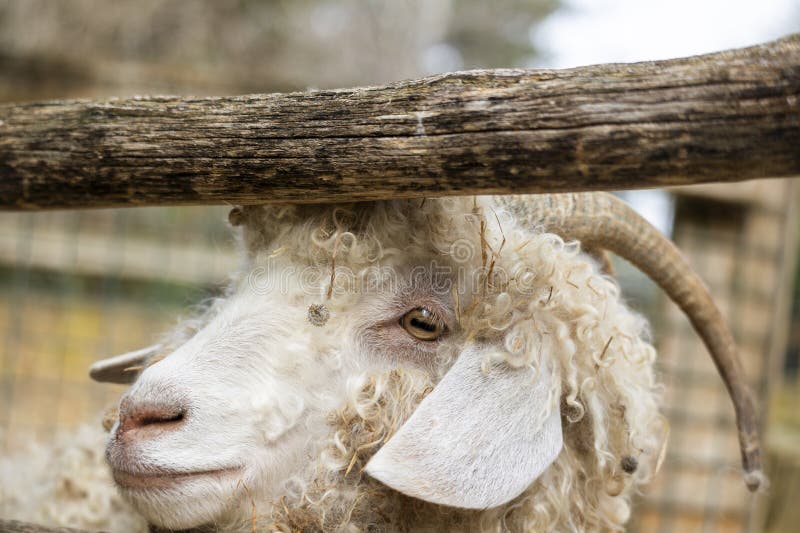 Angora goat in the farm stock image. Image of colours - 379518275