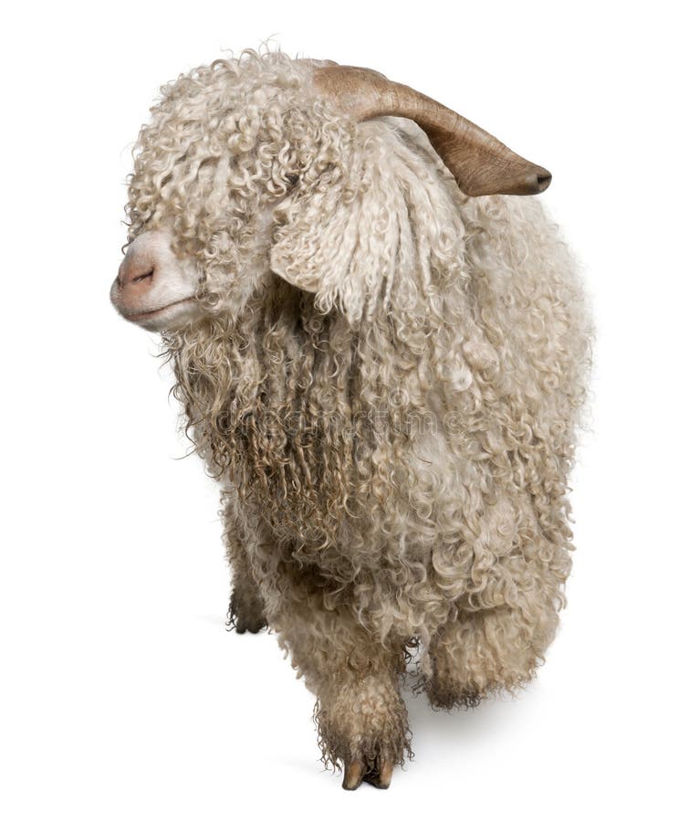Angora Goat stock photo. Image of angora, feeding, goat - 55517024