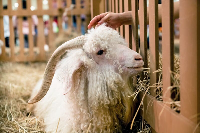 Angora Goat stock photo. Image of angora, feeding, goat - 55517024