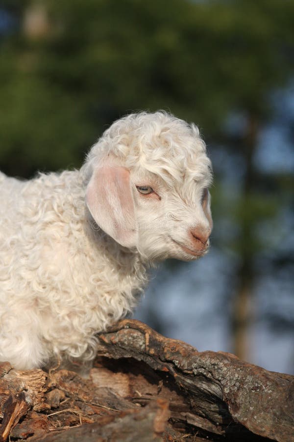 Angora goat kid stock photo. Image of young, animal, adorable - 20429014