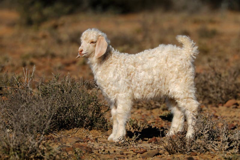 1,024 Angora Goat Stock Photos - Free & Royalty-Free Stock Photos from ...