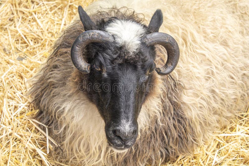 Angora Goat Laying Down in the Barn at the Fair Stock Photo - Image of ...