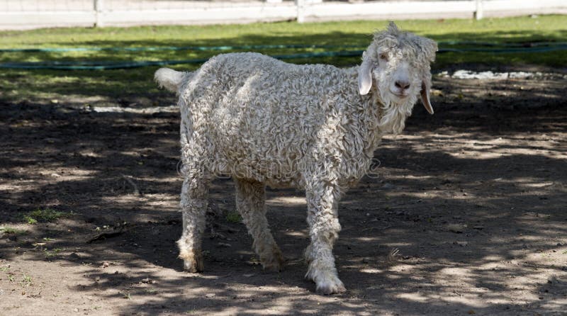 This is an angora goat stock photo. Image of billy, nanny - 164097738