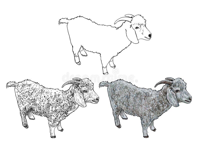 Angora Goat, Vintage Engraving Stock Vector - Illustration of vector ...