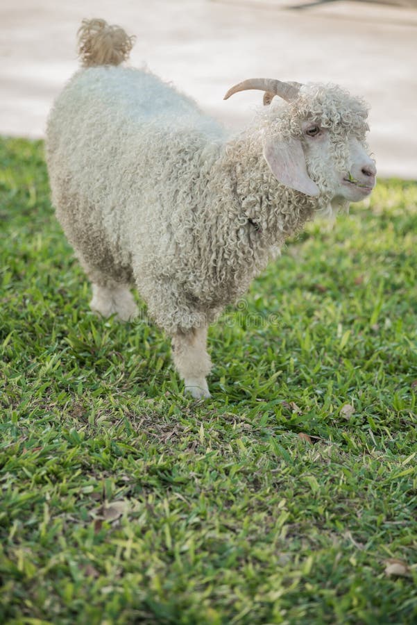 Angora goat stock image. Image of agriculture, male, people - 48461701