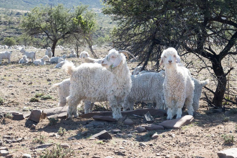 Angora goats in paddock stock photo. Image of garment - 216786338