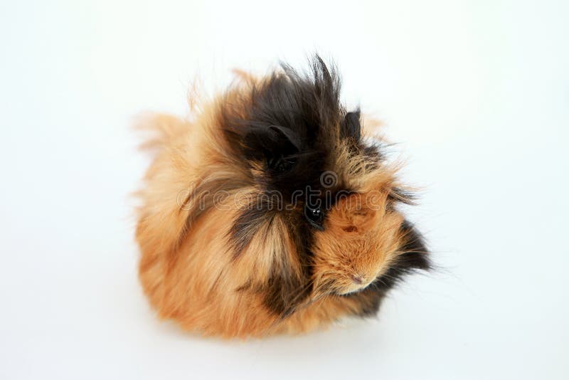Angora guinea pig stock image. Image of isolated, crested - 34278769