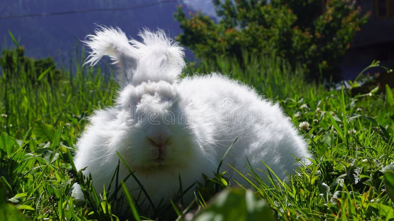Angora- kanin arkivfoto. Bild av detalj, makro, fluffigt - 103300852