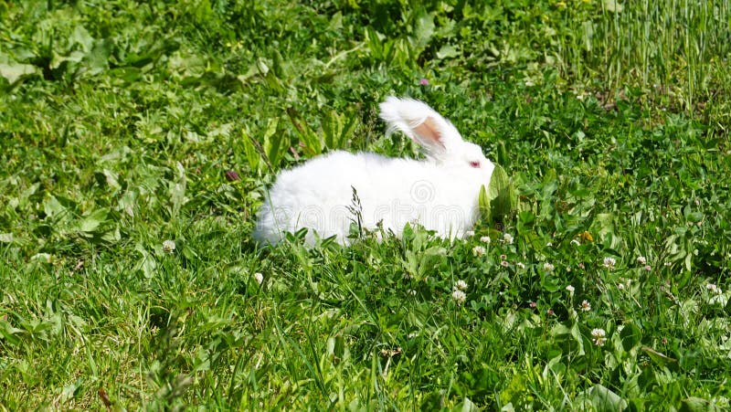 Angora- kanin arkivfoto. Bild av detalj, makro, fluffigt - 103300852