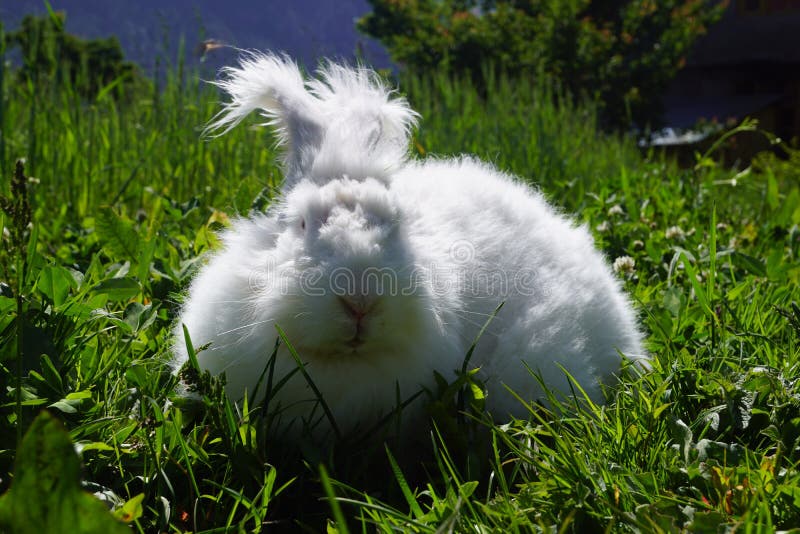 Angora- kanin arkivfoto. Bild av detalj, makro, fluffigt - 103300852