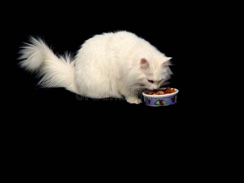 Weiße Angora-Katze, Die Nahrung Isst Stockfoto - Bild von rosa ...