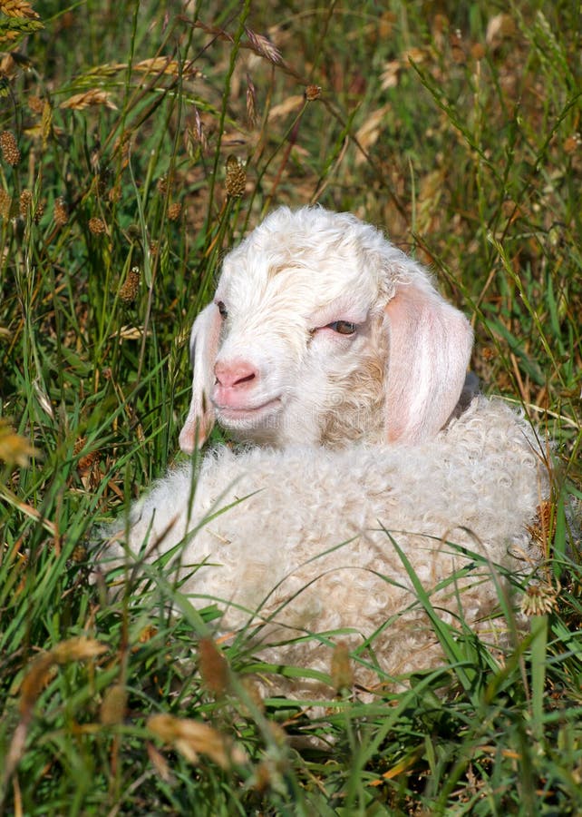 1+ Angora kid Free Stock Photos - StockFreeImages