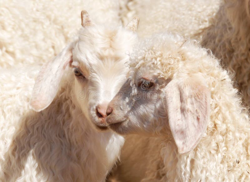Angora kids stock image. Image of fleece, flock, mammal - 18598561