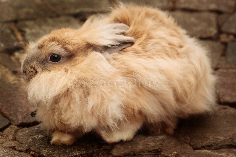 Angora Rabbit stock photo. Image of long, animal, bunny - 19097606