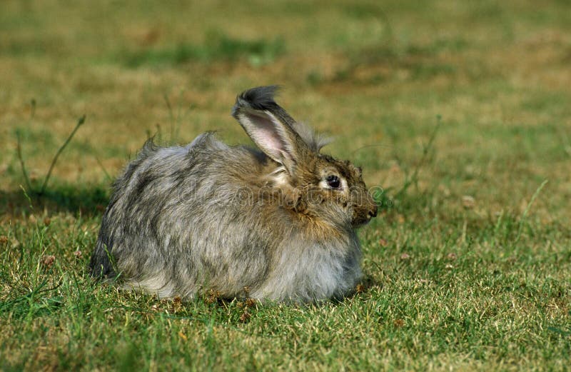 Angora Rabbit, Adult Standing on Grass Stock Image - Image of full ...