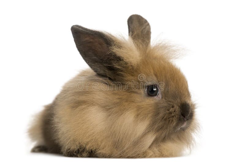 Angora lop-eared rabbit stock photo. Image of eyes, furry - 35184648