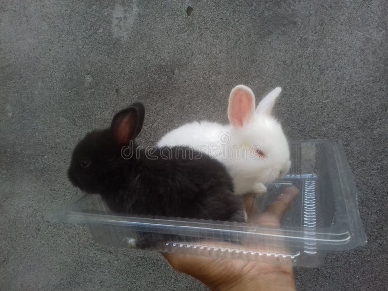 Angora Rabbit Puppies are only 2 Weeks Old. Stock Image - Image of ...