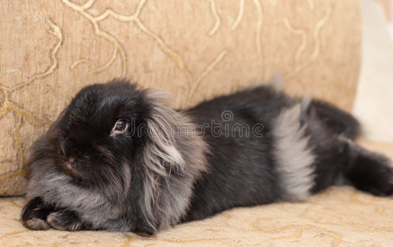 Angora lop-eared rabbit stock photo. Image of eyes, furry - 35184648