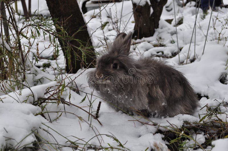 Angora lop-eared rabbit stock image. Image of holiday - 35184673