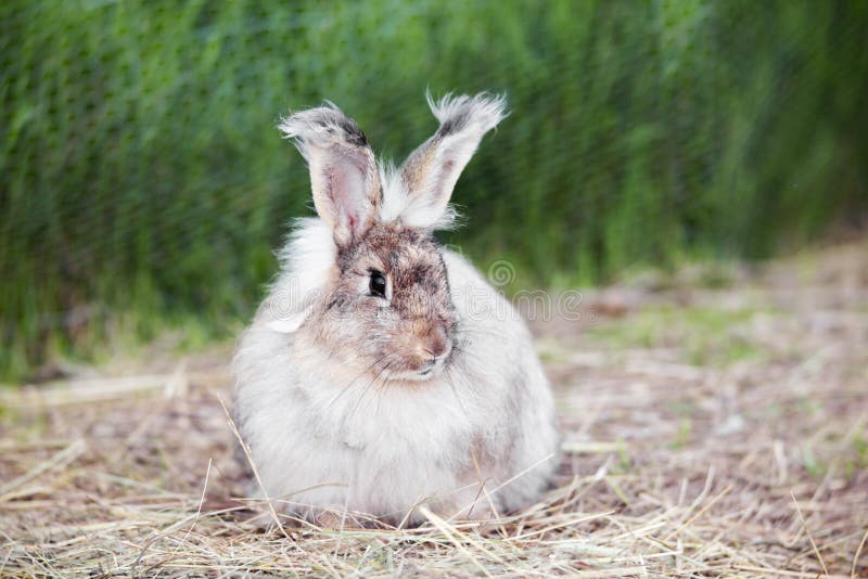Angora lop-eared rabbit stock image. Image of mascot - 35184677