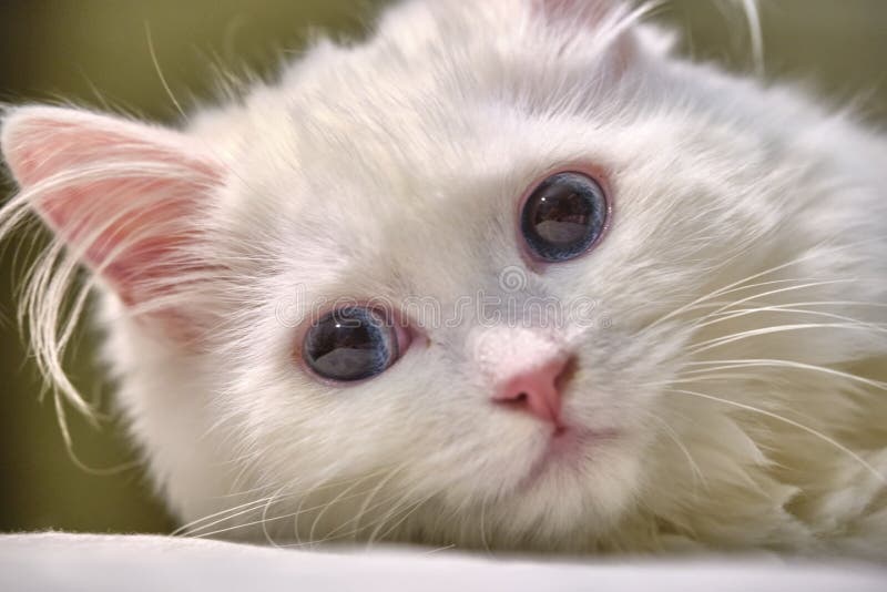 Angora Turca Con Ojos Azules Retrato Closeuo Imagen de archivo - Imagen ...