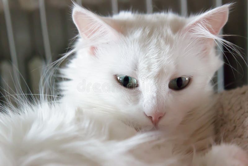 Angora turco foto de archivo. Imagen de azul, hermoso - 56779288