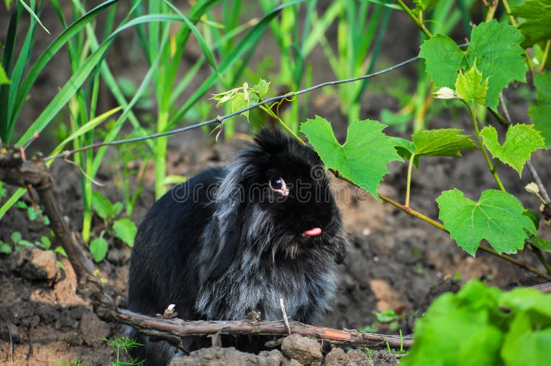 Angorakaninchen Mit Der Zunge Heraus Stockbild - Bild von häschen ...