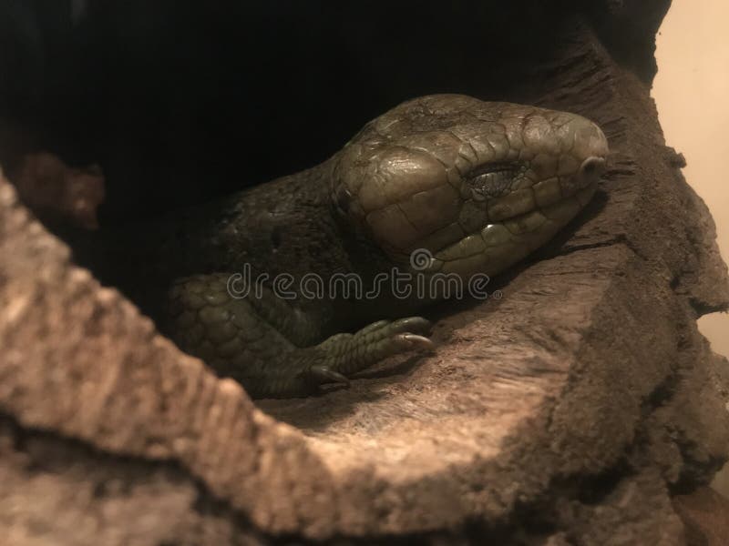 Angoras стоковое изображение. изображение насчитывающей съемка - 100988739