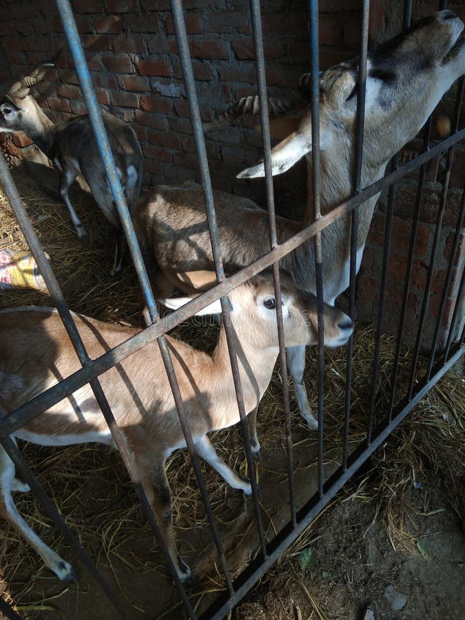 Angoras стоковое изображение. изображение насчитывающей любимчик ...