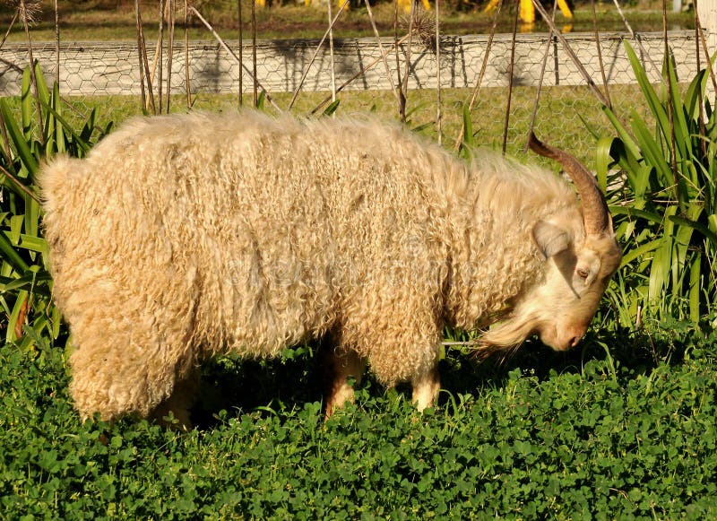 Kózka angorski baranek obraz stock. Obraz złożonej z farmland - 21981151