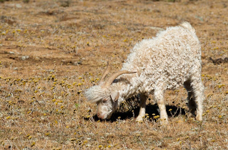 Koza angorska zdjęcie stock. Obraz złożonej z angorska - 3330506