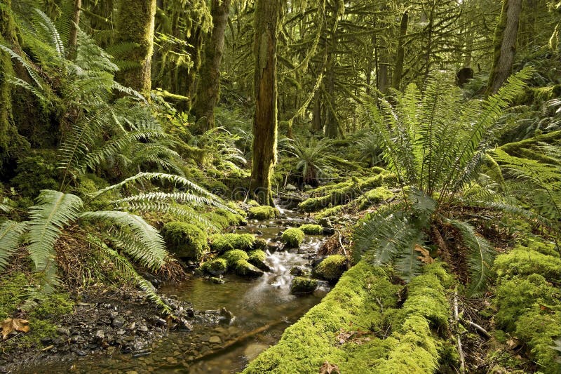 Angra da floresta húmida imagem de stock. Imagem de riacho - 7277855