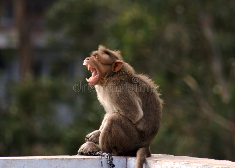Angry monkey stock image. Image of macaca, asia, long - 19801189