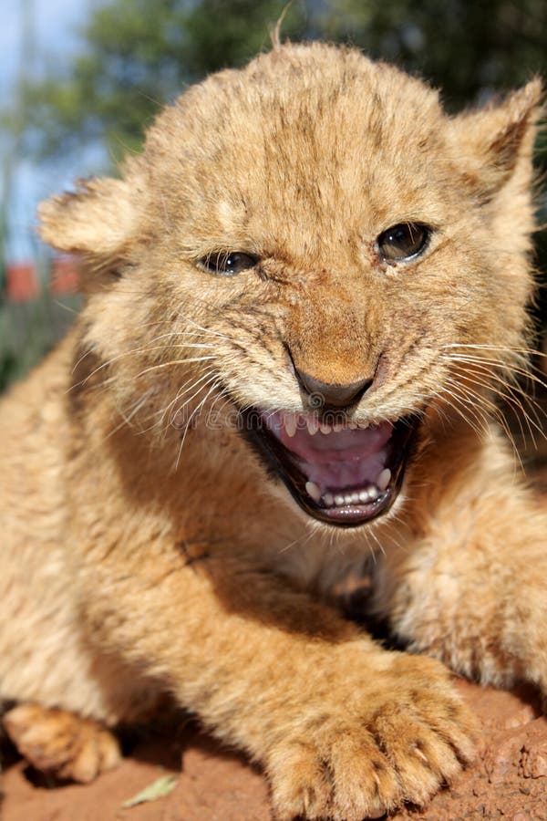 Angry stock image. Image of furry, creature, cubs, safari - 5713039