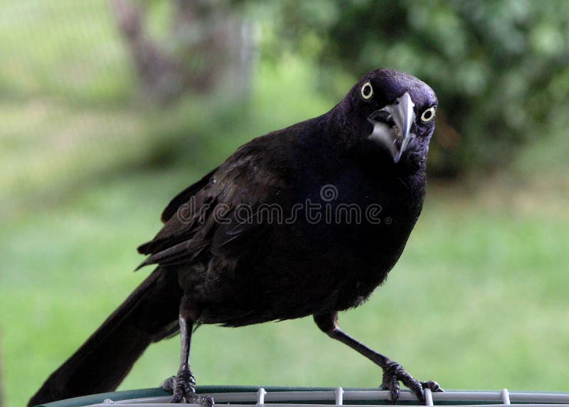 1,420 Chattering Stock Photos - Free & Royalty-Free Stock Photos from ...