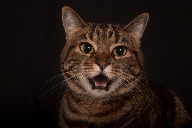 Angry adult tabby cat stock image. Image of black, tabby - 12611285