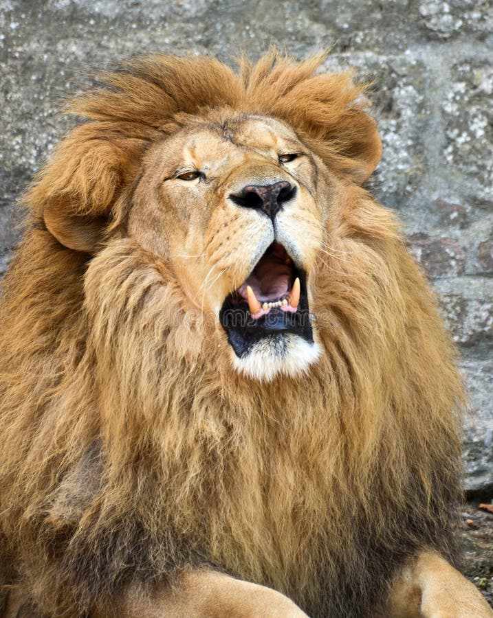 Angry African lion stock photo. Image of male, aggression - 56080210