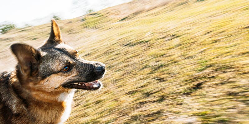 Angry Aggressive Mad Dog Nervous Dog Running in Attack Outdoors in Park ...