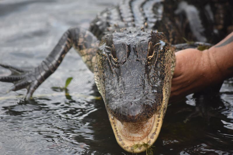 Angry Alligator stock photo. Image of animal, creature - 124568504