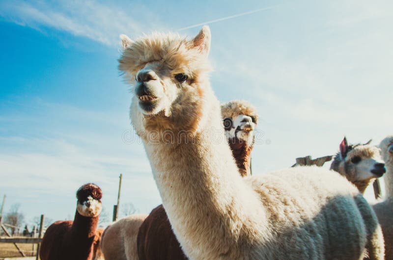 Angry Llama Showing Teeth, Aggressive Alpaca, Evil With Ears Back ...