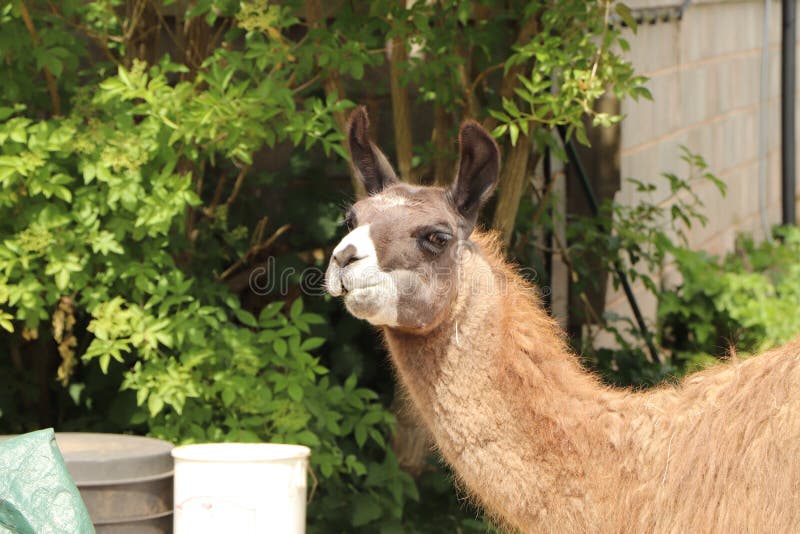 An Angry Alpaca Glaring in the Distance Looking As If he& X27;s ...