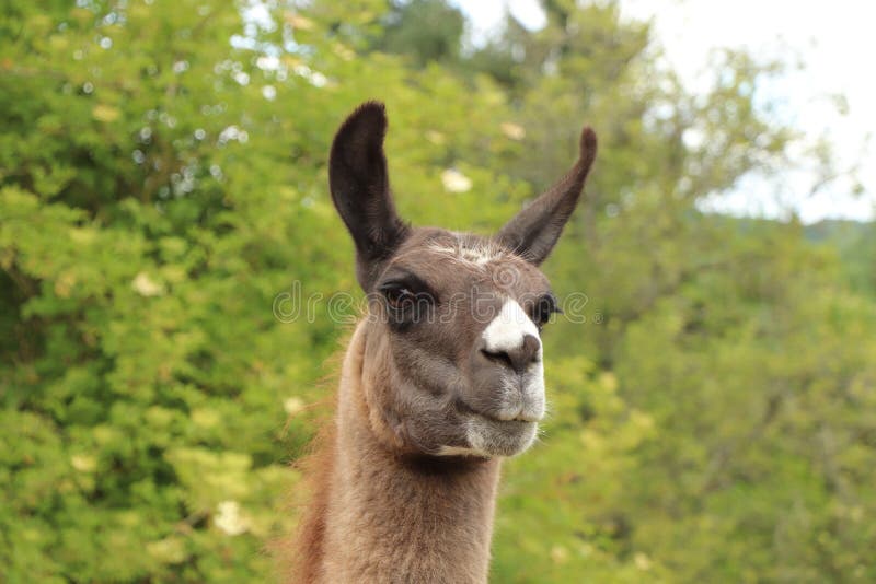 Angry Alpaca Stock Photos - Free & Royalty-Free Stock Photos from ...