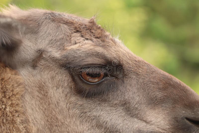 An Angry Alpaca Glaring in the Distance Looking As If he& X27;s ...