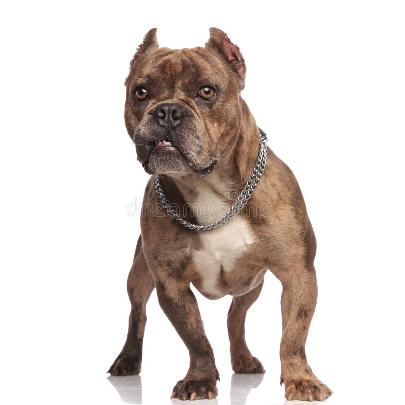 Angry American Bully Dog Stock Photos - Free & Royalty-Free Stock ...