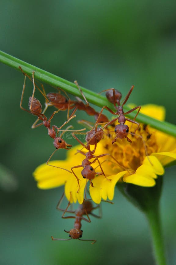 Angry ant stock image. Image of rufa, summer, detailed - 29317329