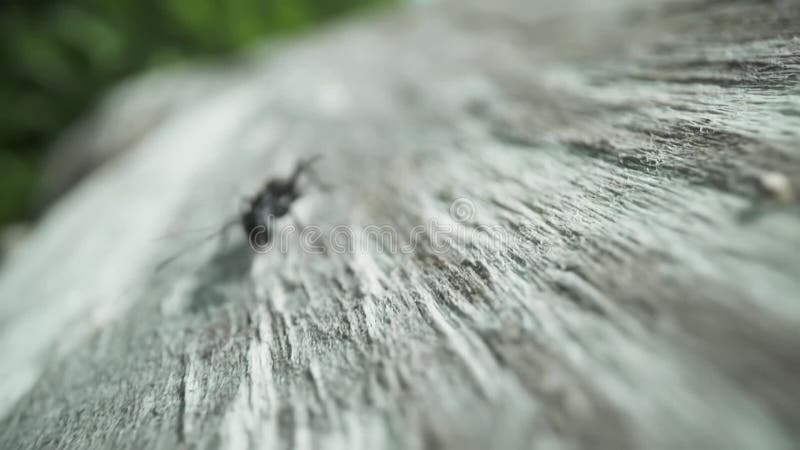 Angry ant tries to attack stock footage. Video of workers - 278640768