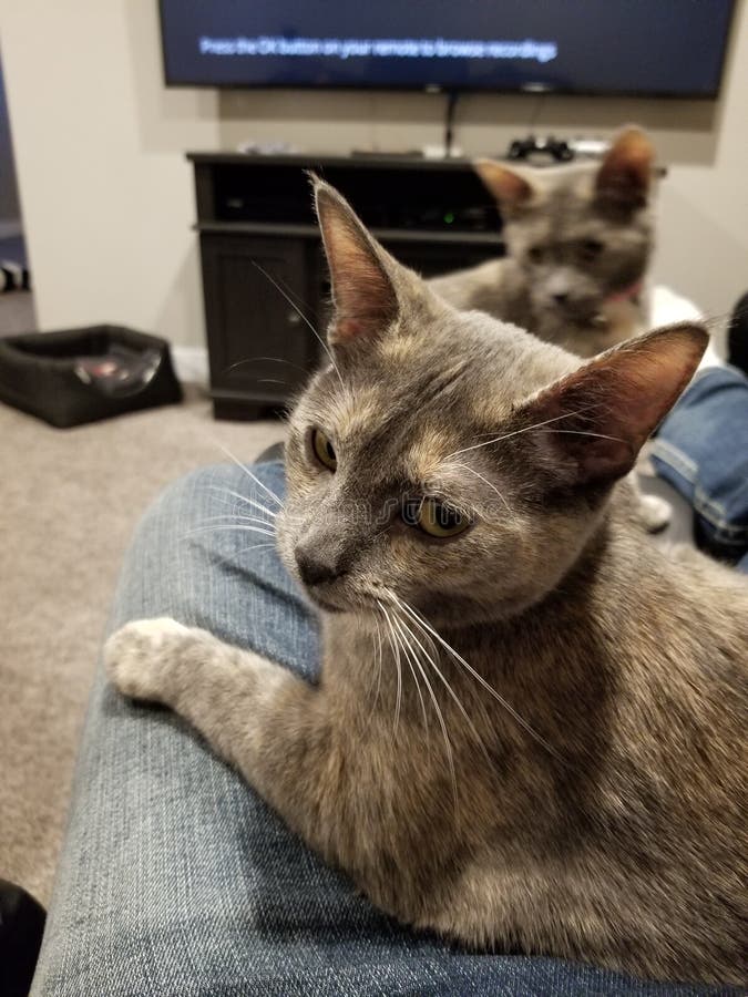 Ash Glare Cat Stock Photos - Free & Royalty-Free Stock Photos from ...