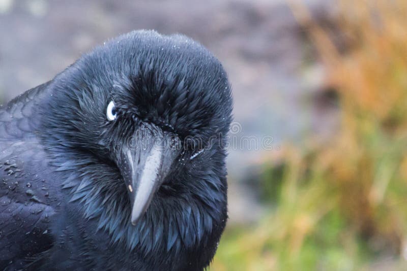 Angry Australian Raven stock photo. Image of australian - 42328948