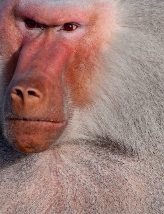 Angry baboon stock image. Image of closeup, faced, crop - 13526641