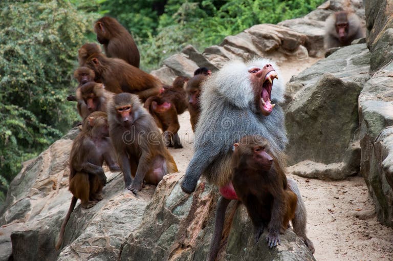 Angry baboon stock photo. Image of human, face, black - 20461968
